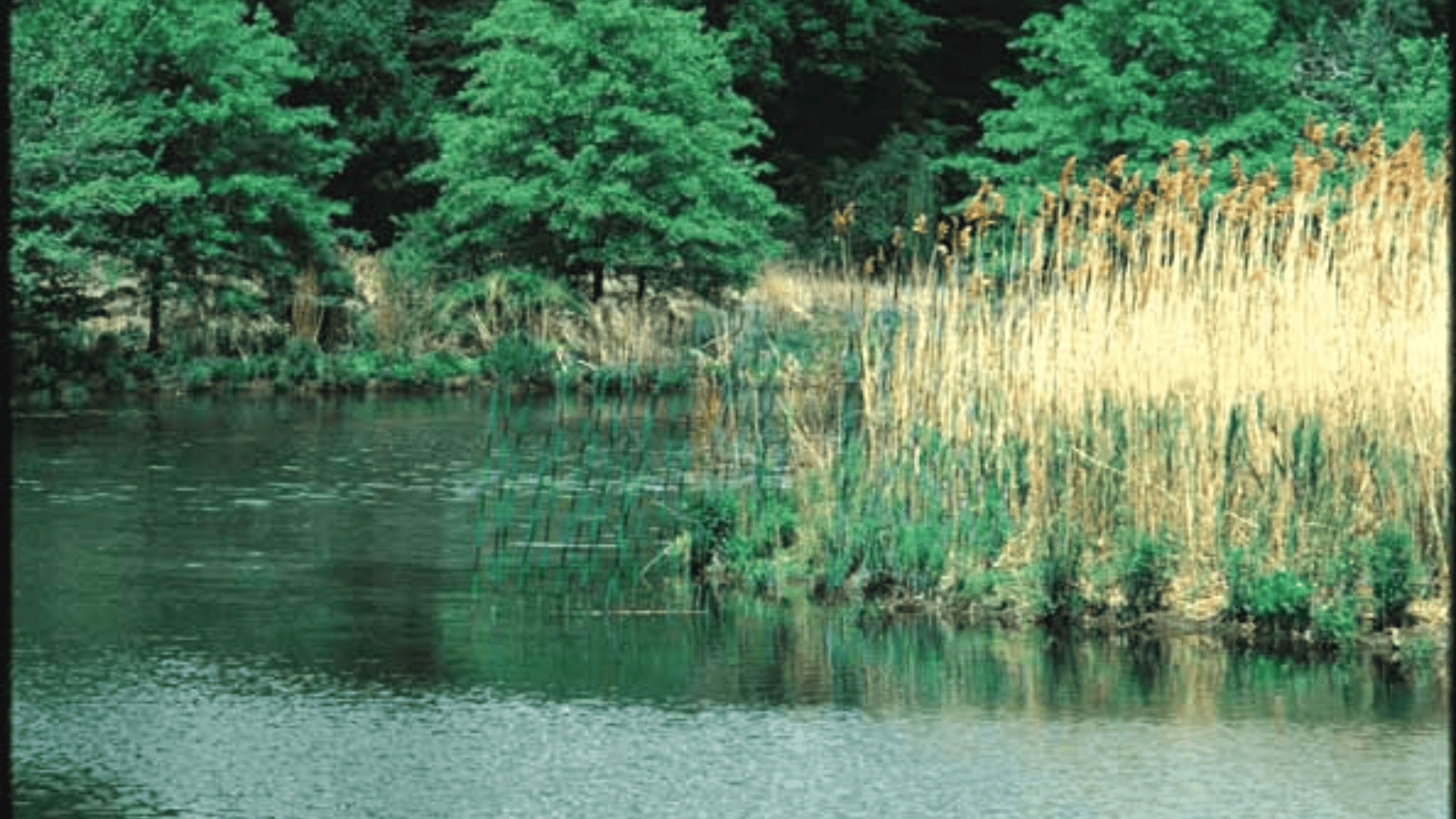 Understanding Patterns in Art: Definition and their Types - HelpWithDIY