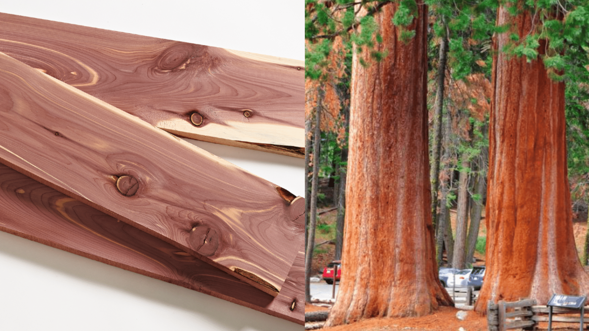 Cedar vs Redwood Comparison: Durability, Cost, and Best Uses - HelpWithDIY